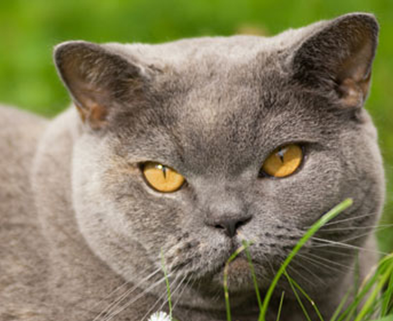 Services - Furry Kids